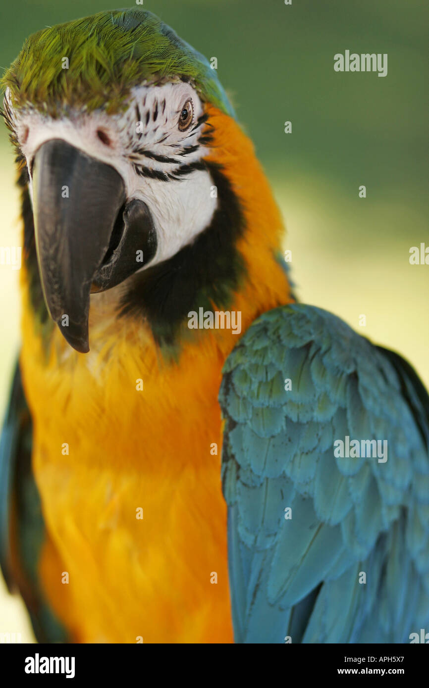 Parrot look hi-res stock photography and images - Alamy