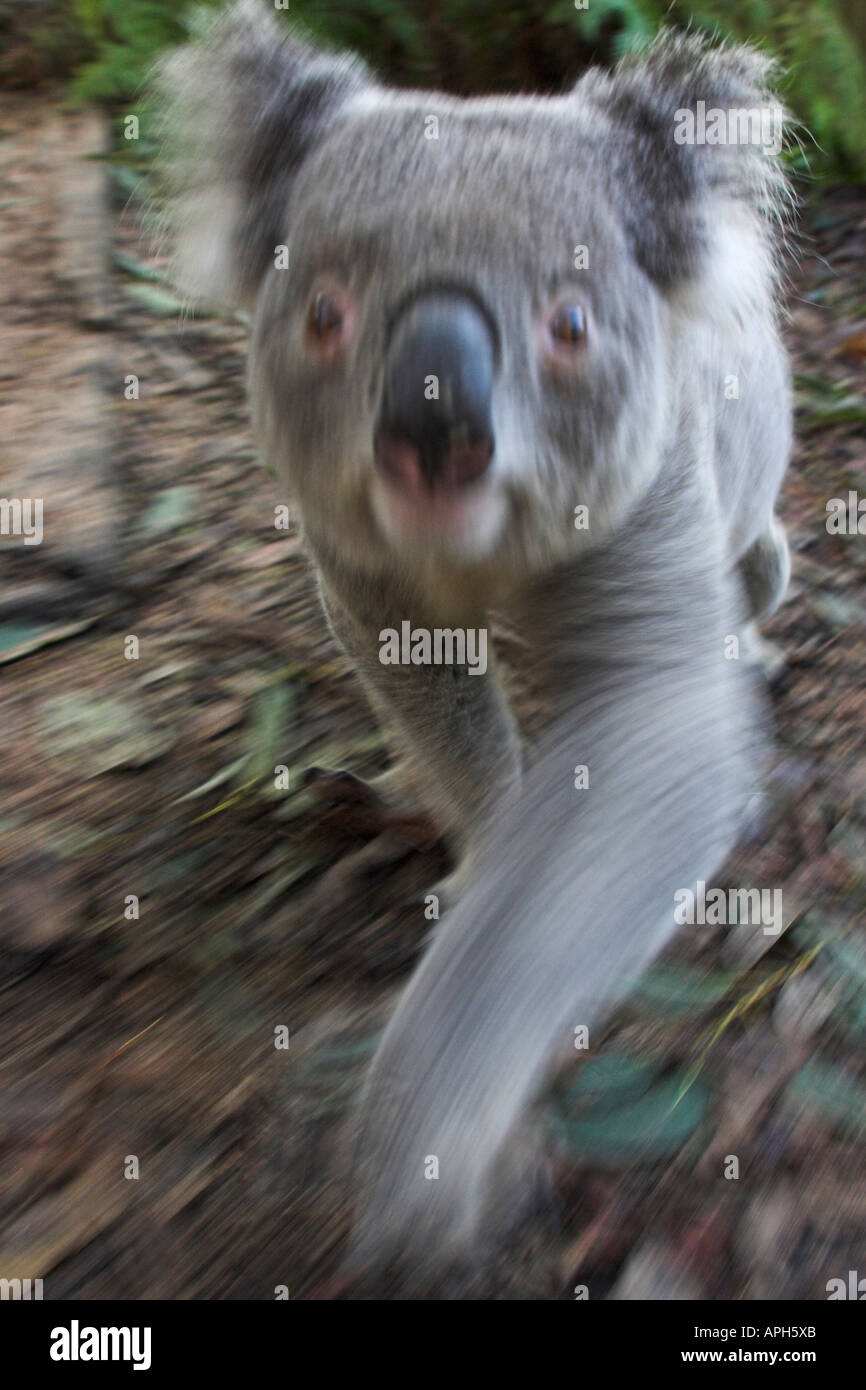 Koala Walking High Resolution Stock Photography and Images - Alamy