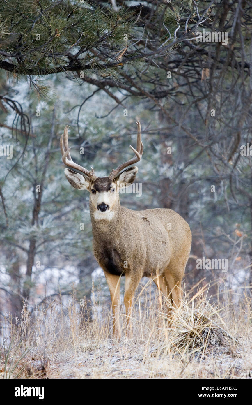 Beautiful buck deer Stock Photo - Alamy