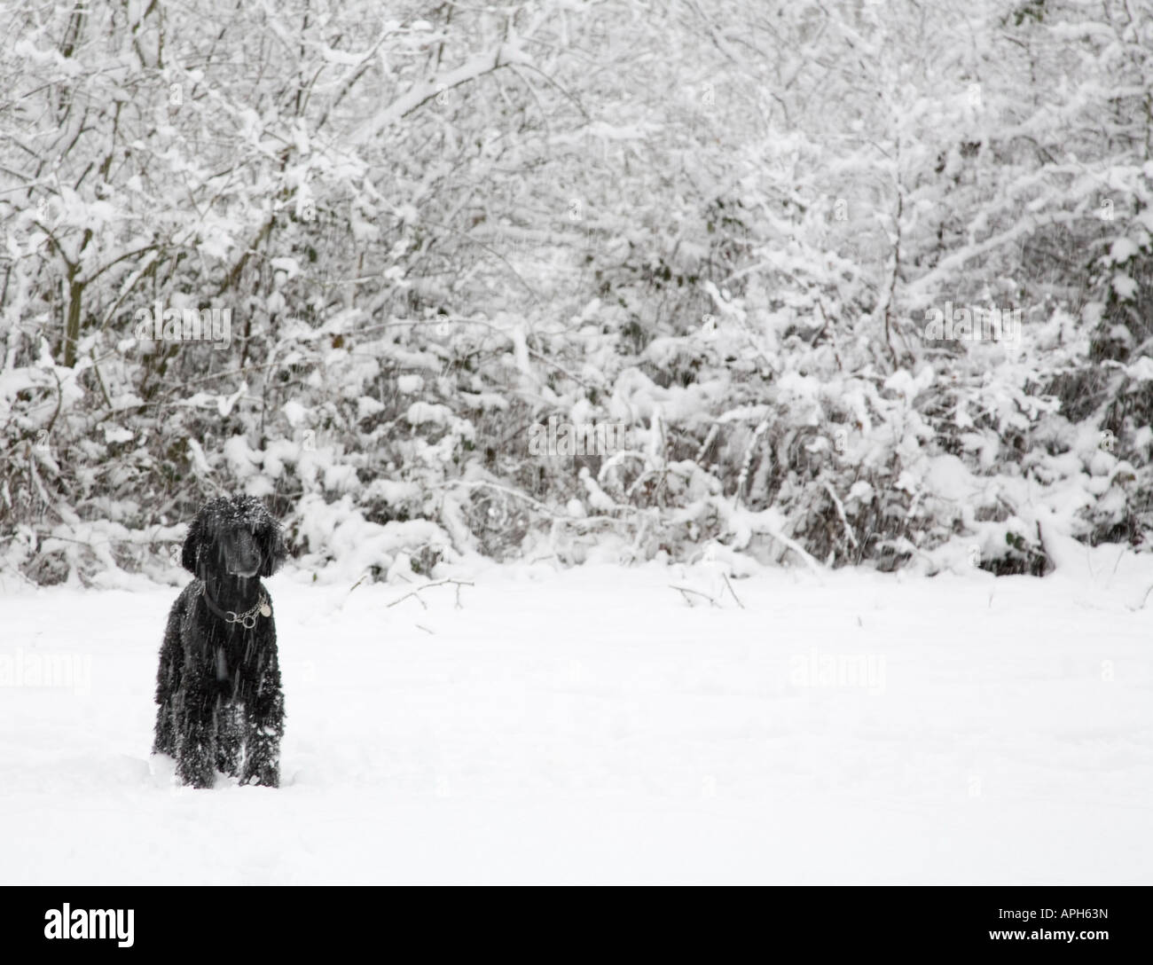 A dog stands in snow in a winter snow covered scene Stock Photo - Alamy