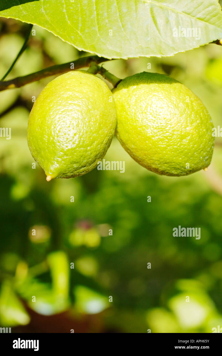 Lemon tree, Tuscany, Italy Stock Photo - Alamy