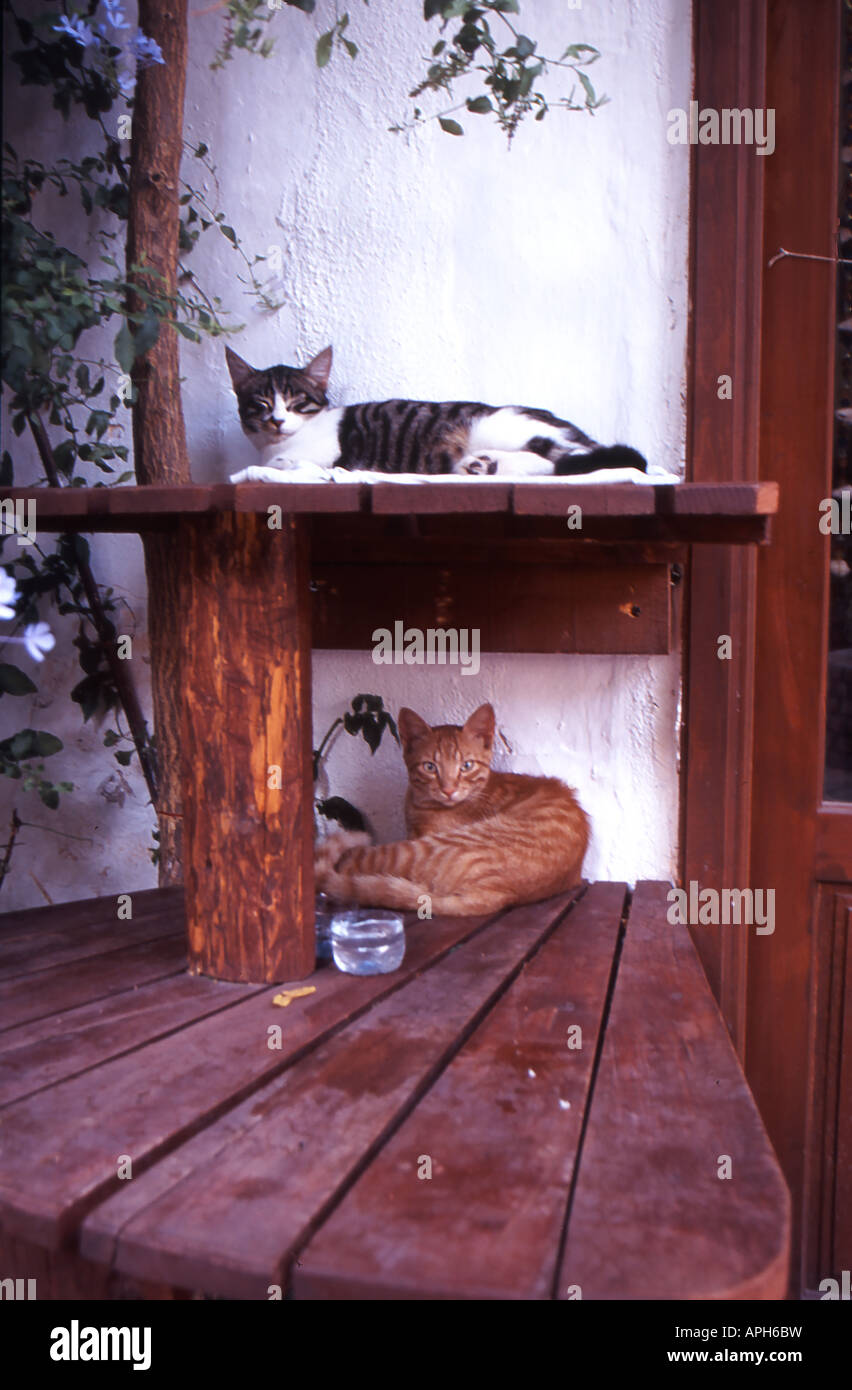 Cats are resting hi-res stock photography and images - Alamy