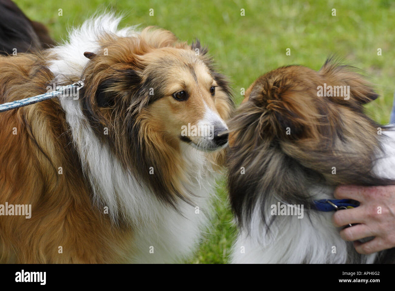 Rough collies hi-res stock photography and images - Alamy