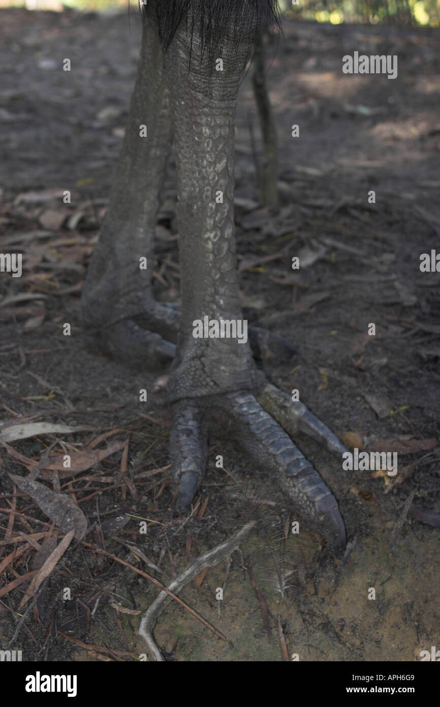 southern cassowary, casuarius casuarius, feet and legs Stock Photo - Alamy