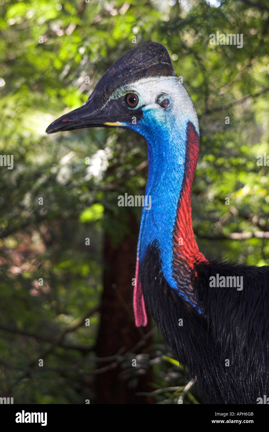 southern cassowary, casuarius casuarius single adult head and neck ...