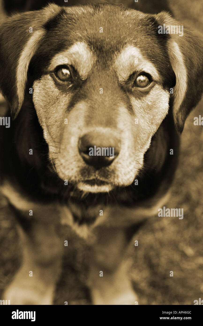 Labrador guilty hi-res stock photography and images - Alamy
