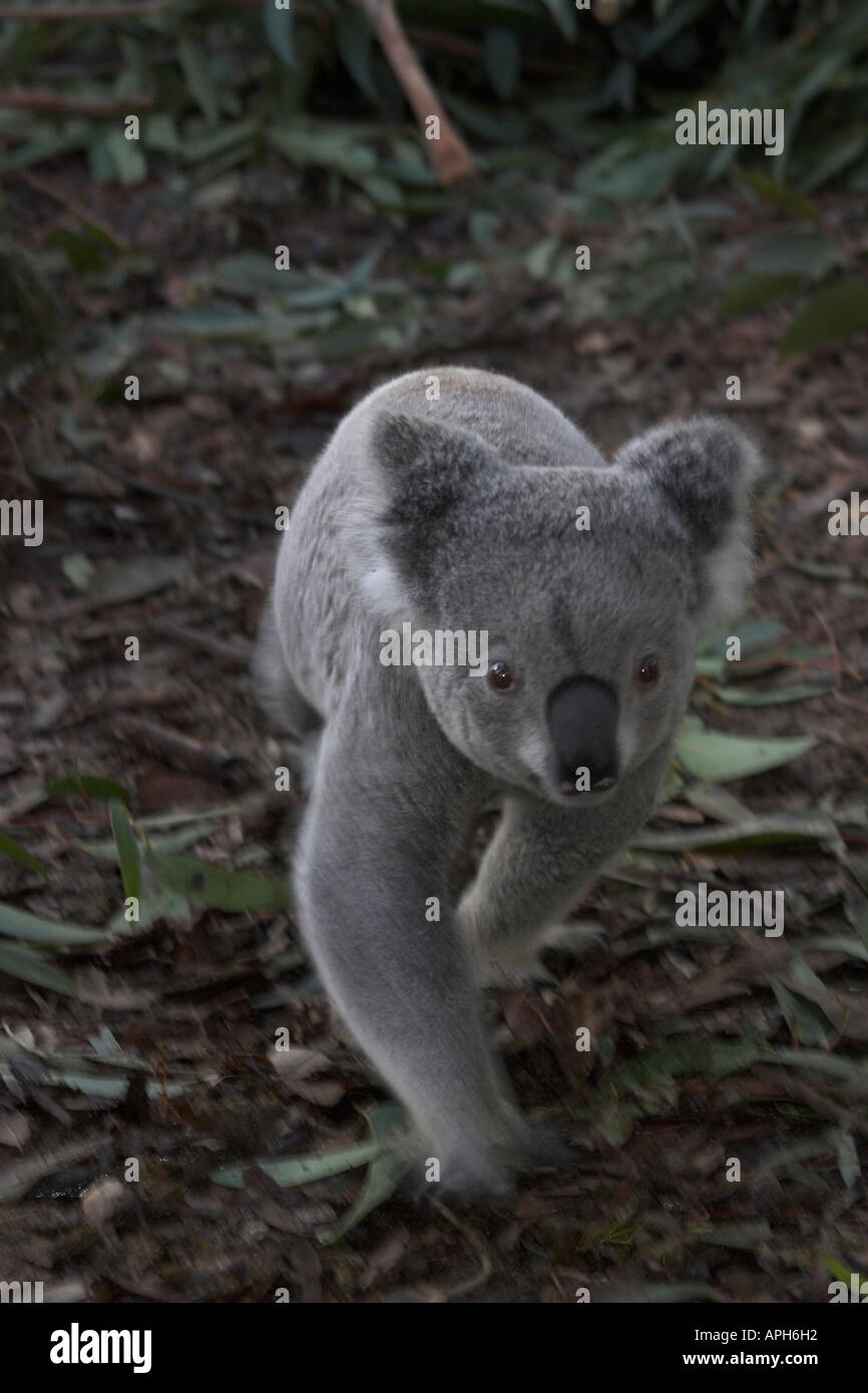 Koala walking hi-res stock photography and images - Alamy