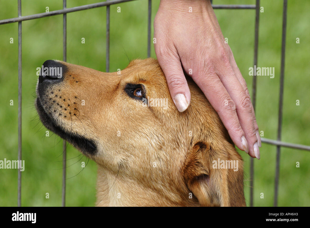 Pleading puppy hi-res stock photography and images - Alamy