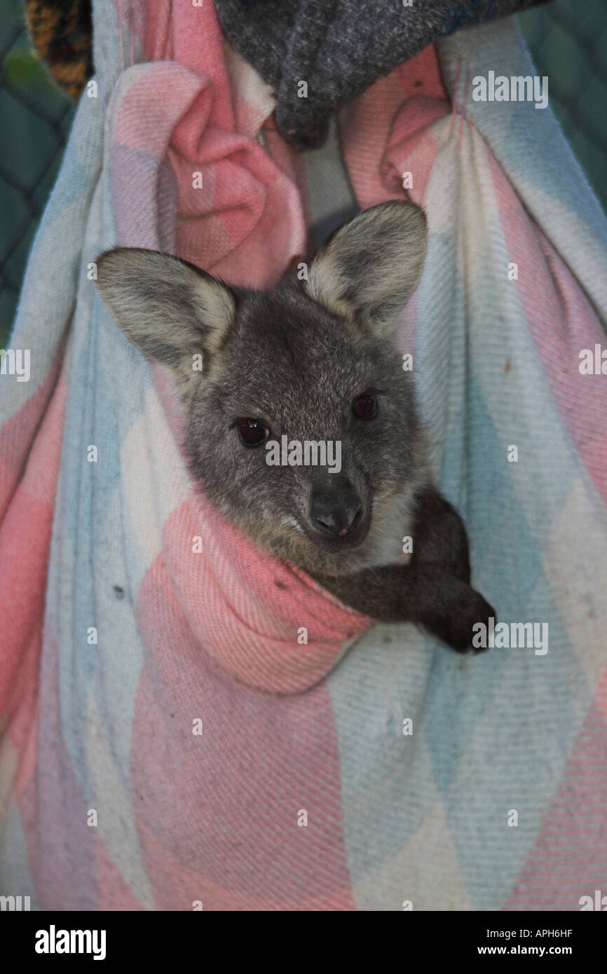 Barrow island wallaroo hi-res stock photography and images - Alamy