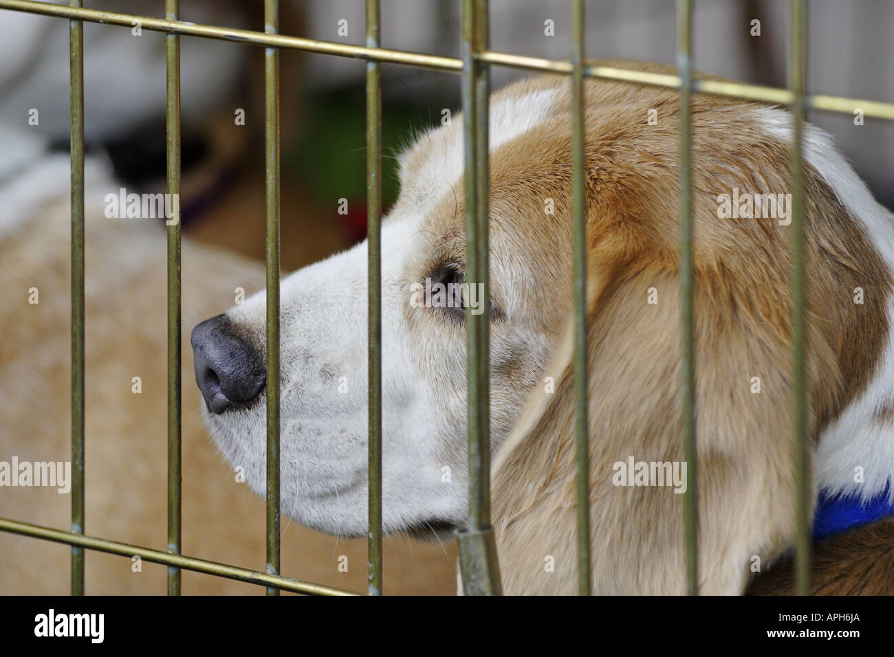 Pleading puppy hi-res stock photography and images - Alamy