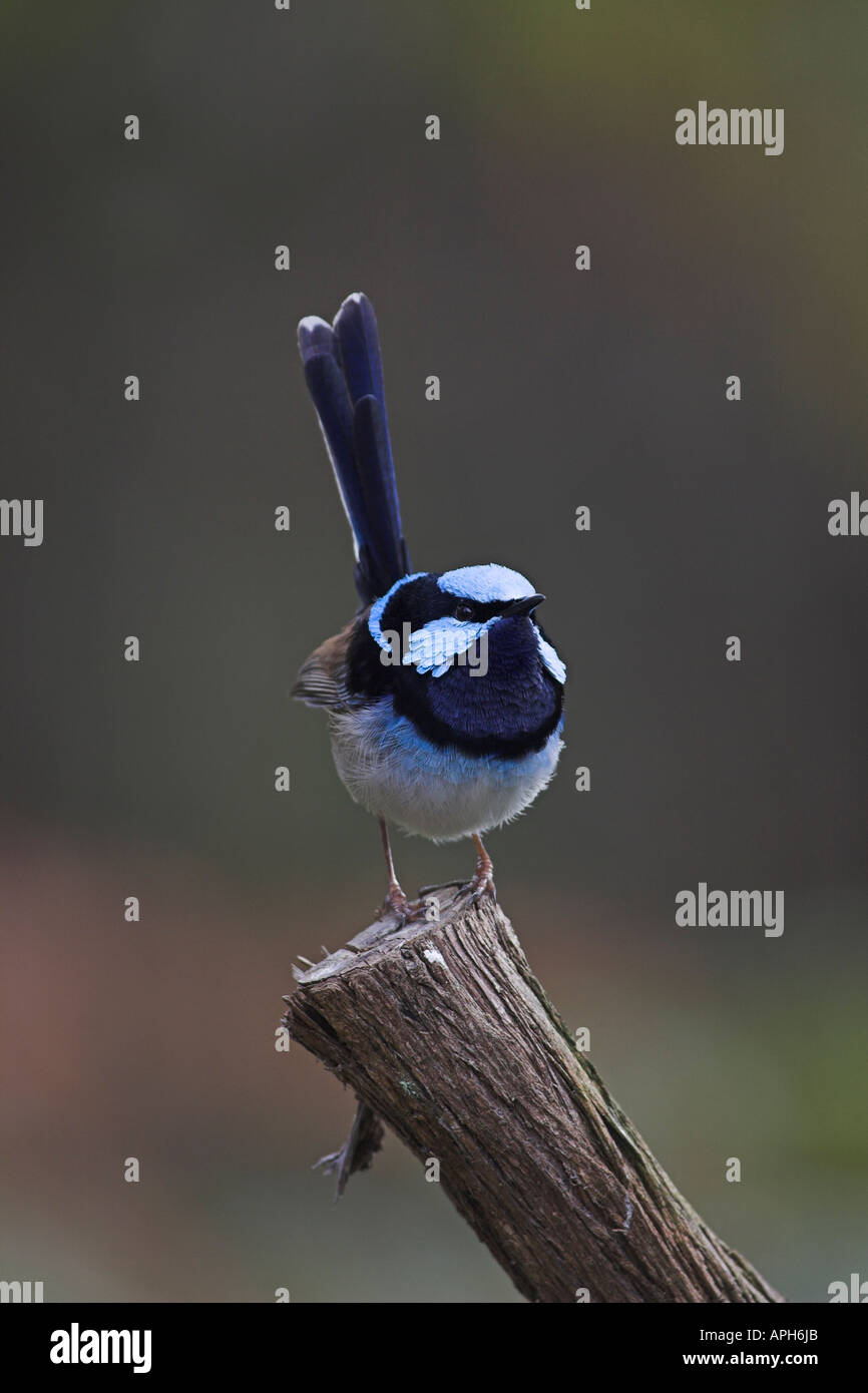 Blue australian wren hi-res stock photography and images - Alamy