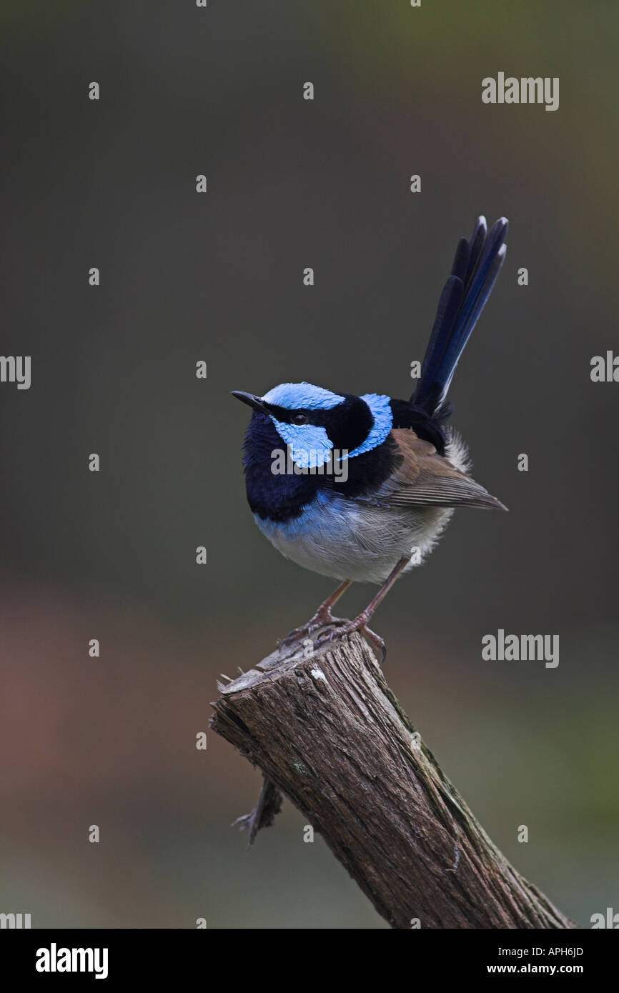 superb blue fairy wren, malarus cyaneus, perched on a branch Stock ...