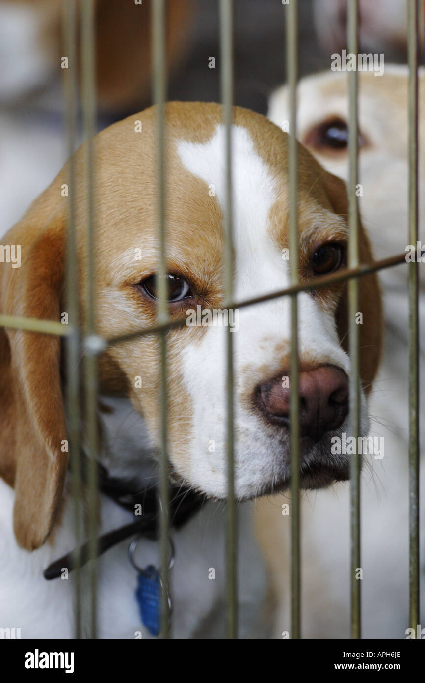Pleading puppy hi-res stock photography and images - Alamy
