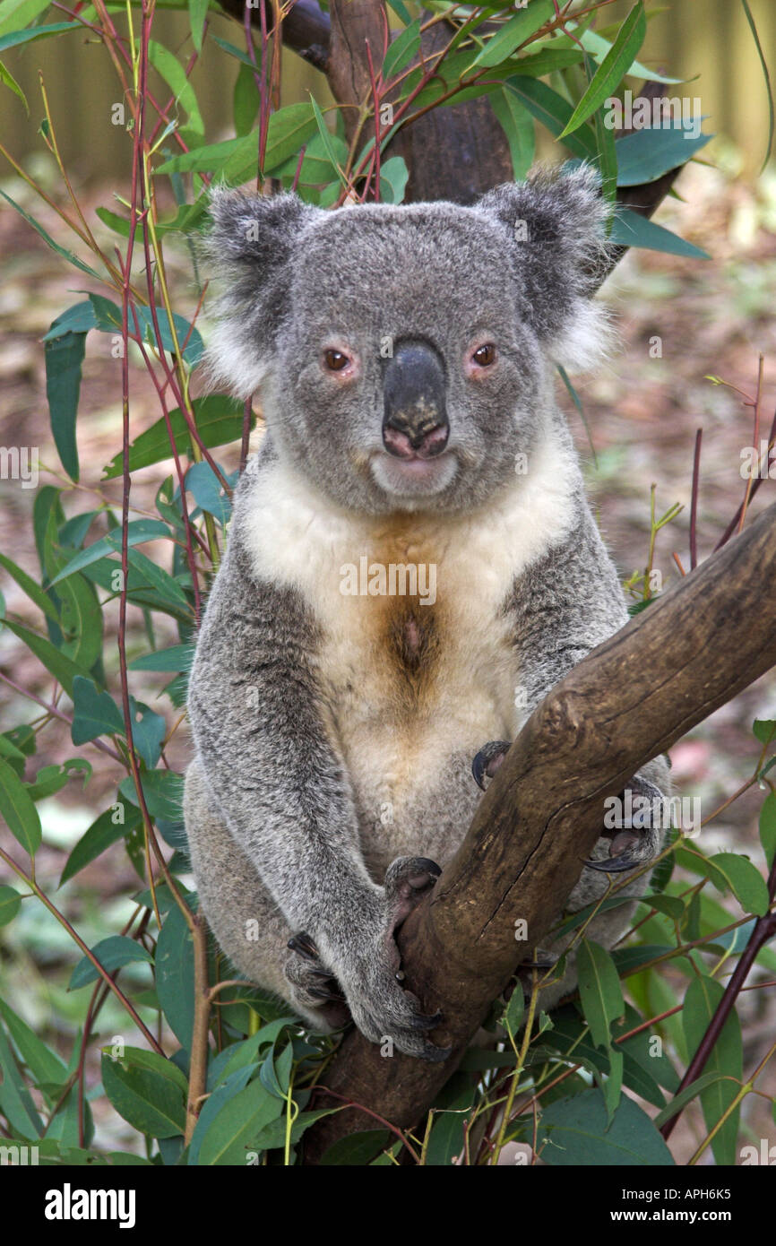 koala, phascolarctos cinereus, showing scent gland Stock Photo - Alamy