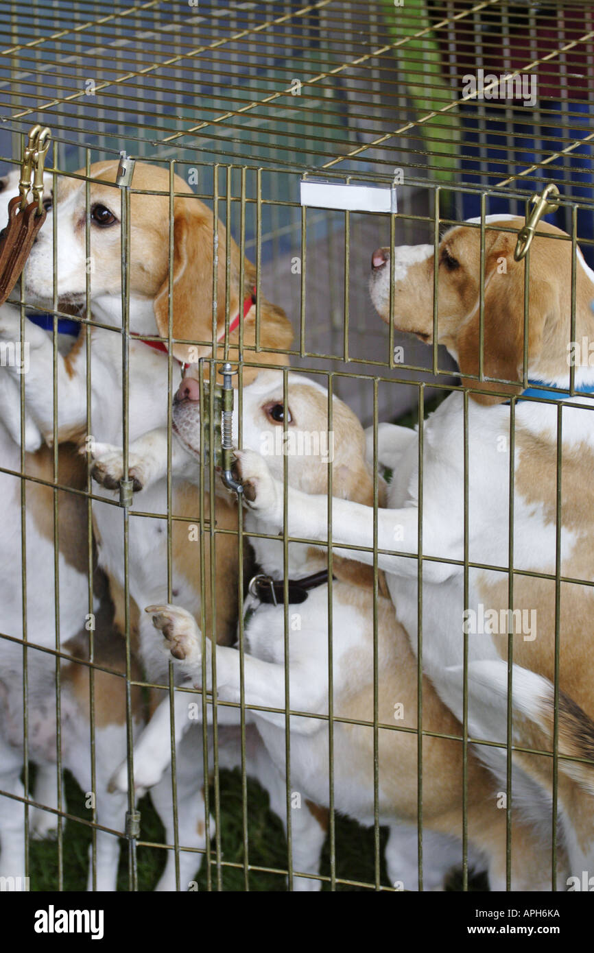 Beagle puppy show hi-res stock photography and images - Alamy