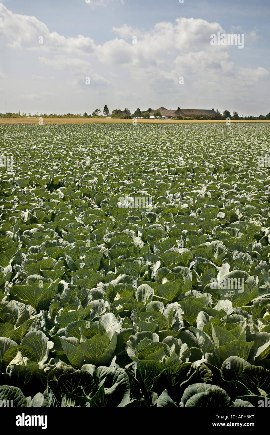 field of cabbages Stock Photo - Alamy