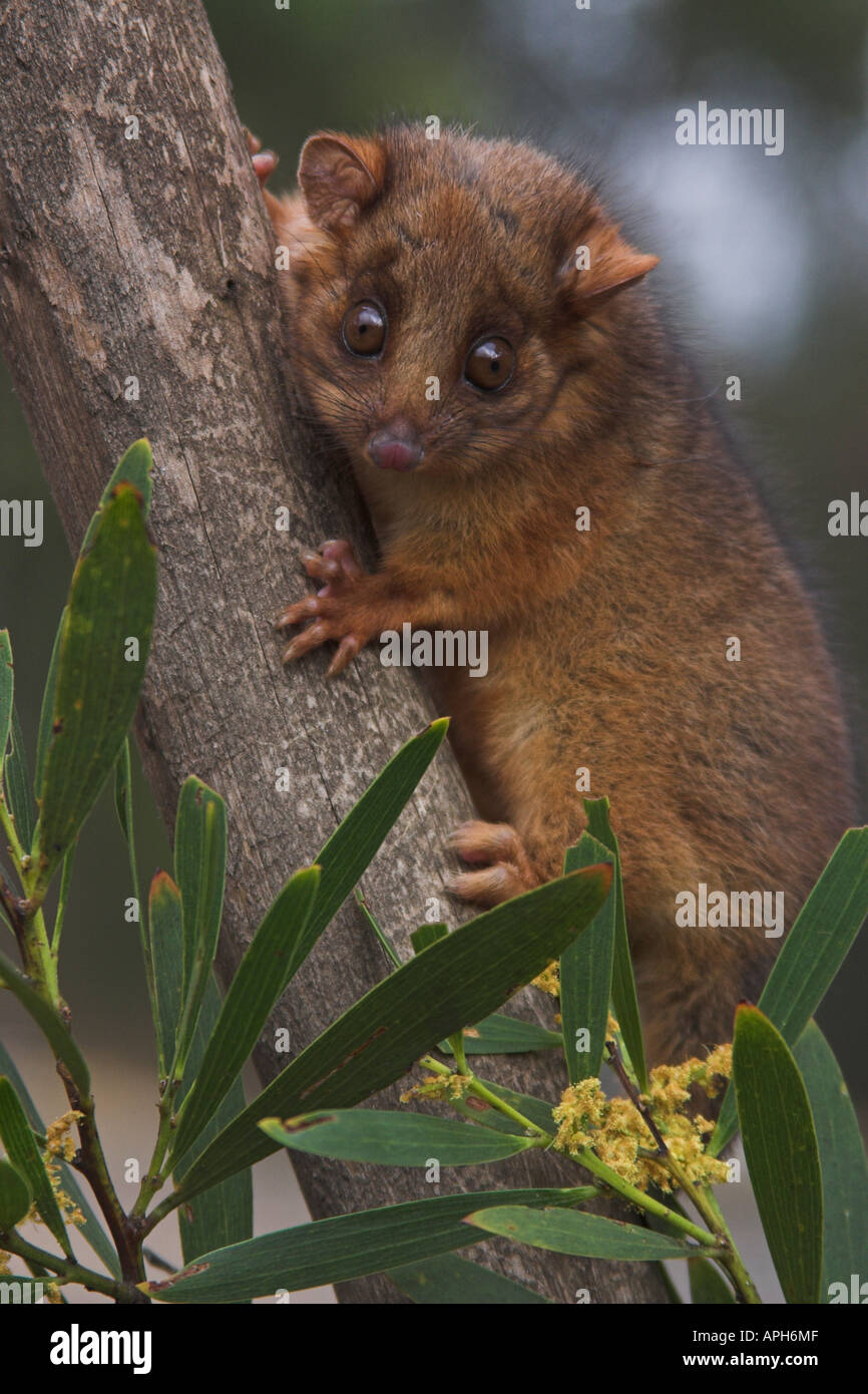 common ringtail possum joey, pseudocheirus peregrinus Stock Photo - Alamy