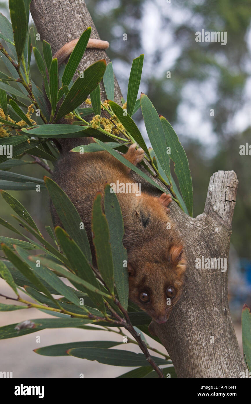 common ringtail possum joey, pseudocheirus peregrinus Stock Photo - Alamy