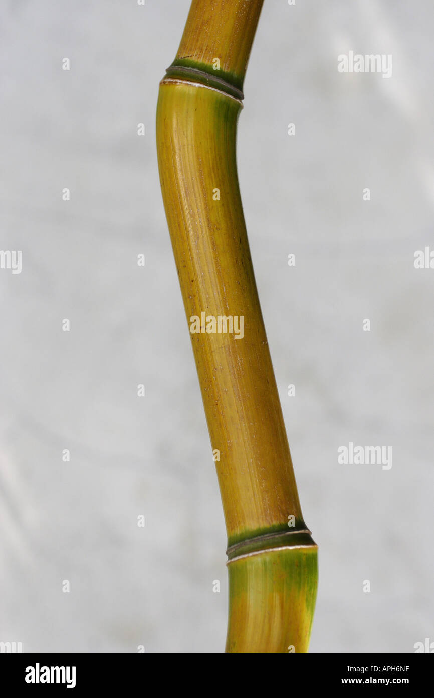 Solid bamboo hi-res stock photography and images - Alamy