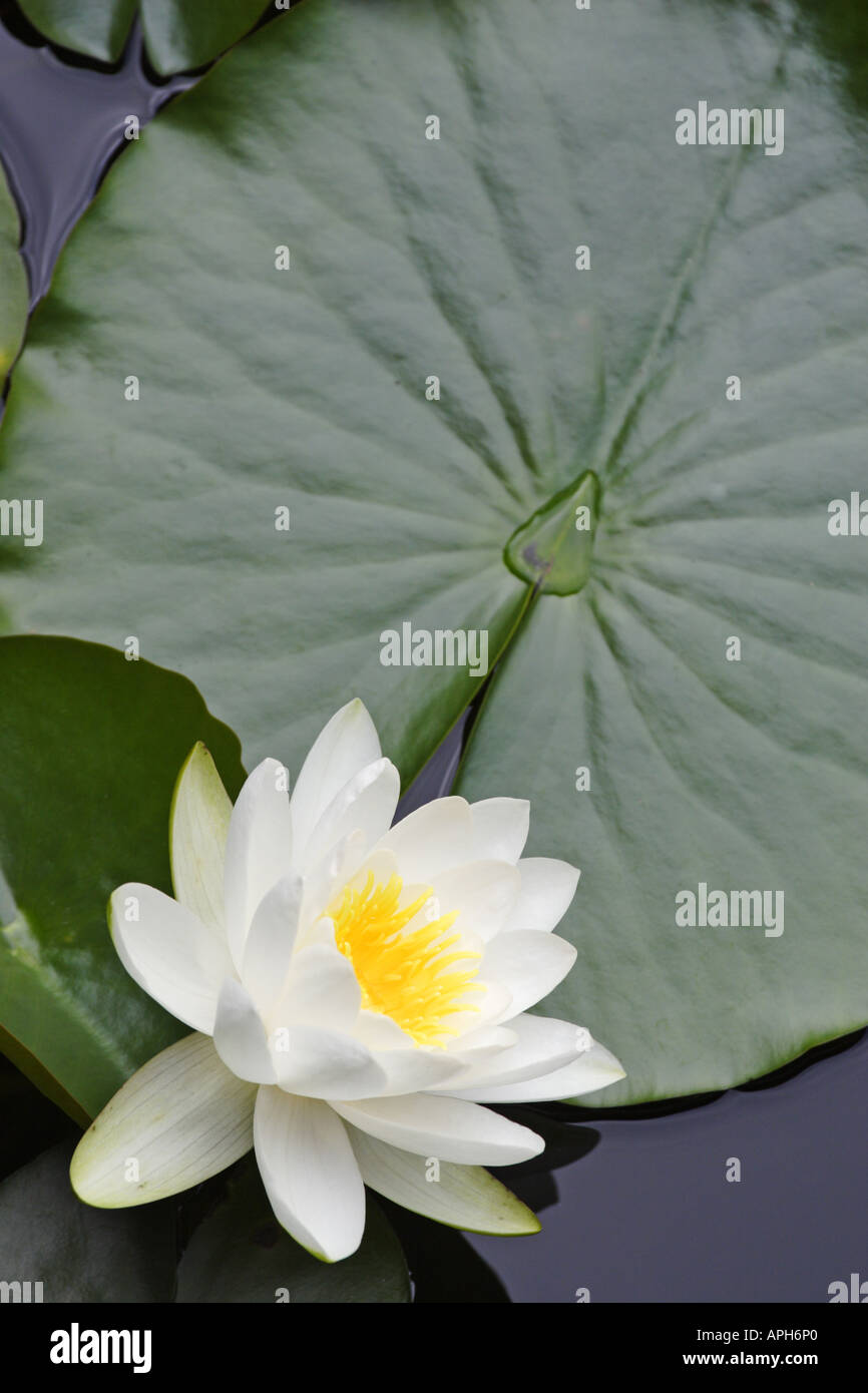 White Water Lily Stock Photo - Alamy