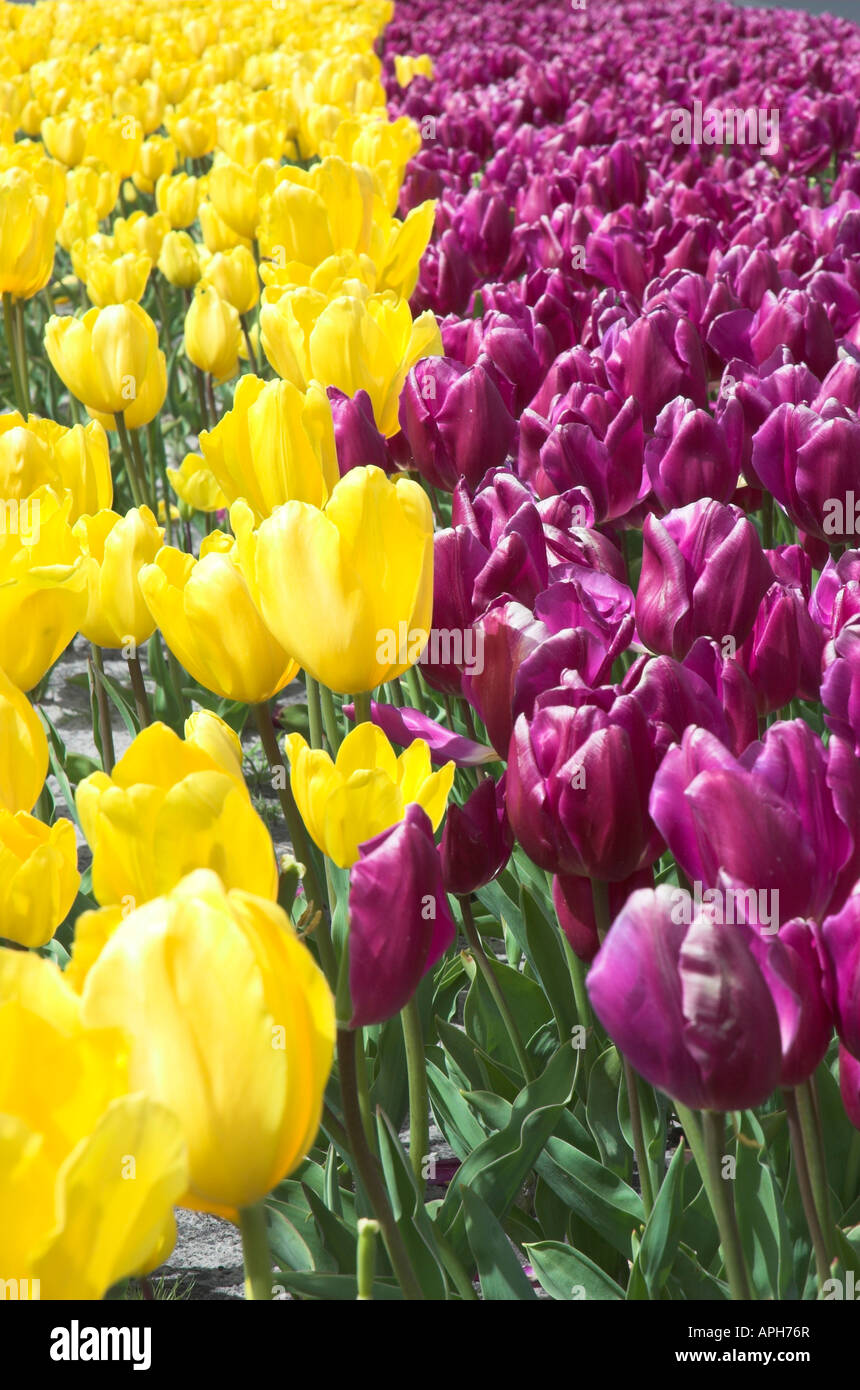 Tulips Table Cape Wynyard Tasmania Stock Photo - Alamy
