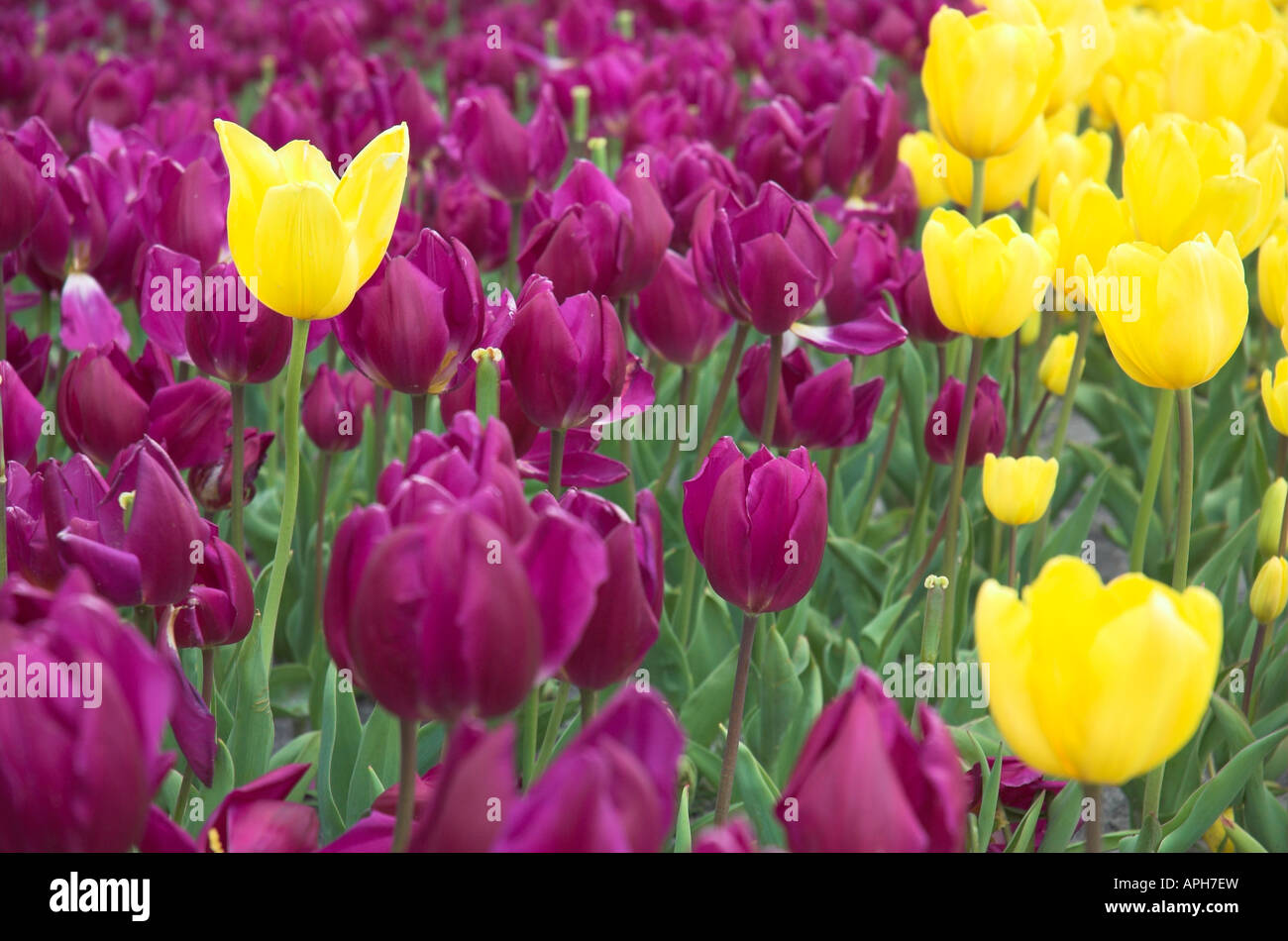 Table Cape Wynyard Tasmania An individual tulip crosses over to the ...