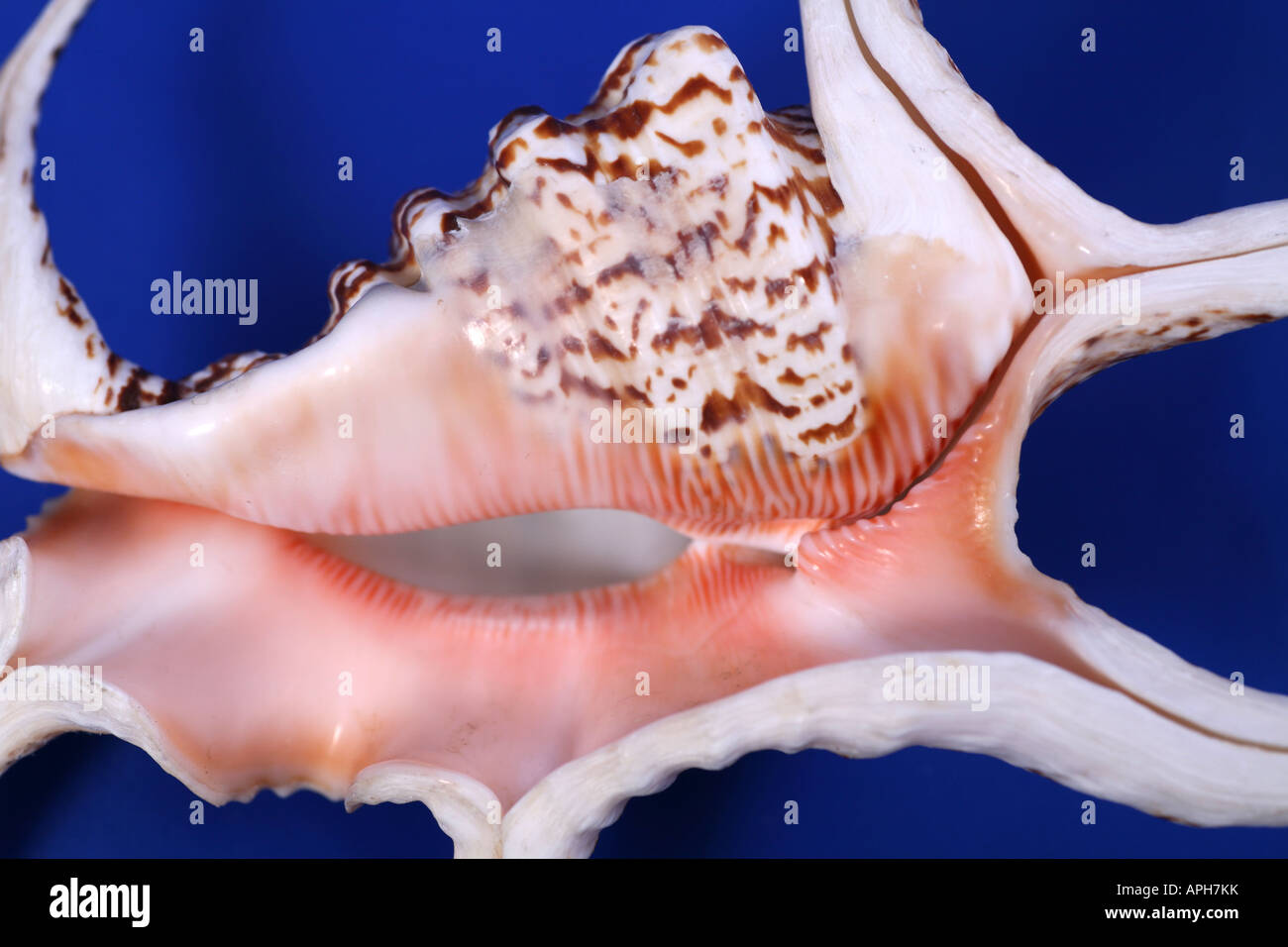 Spider shell hi-res stock photography and images - Alamy