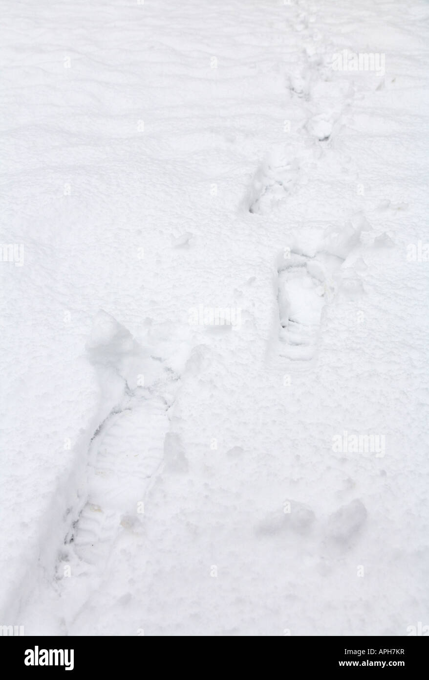 A trail of footprints in a fresh covering of snow Stock Photo - Alamy