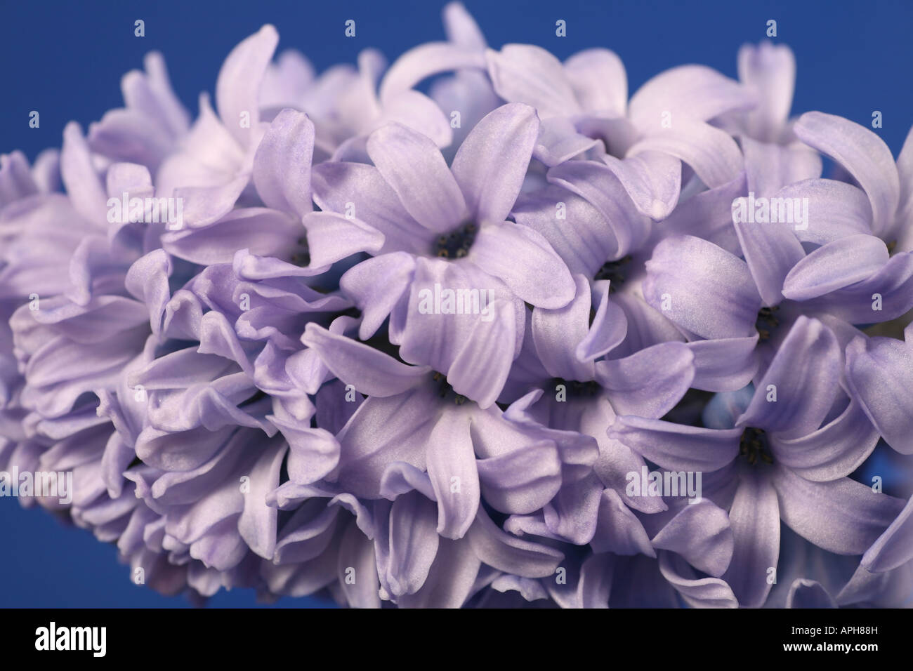 Flower of hyacinthaceae family hi-res stock photography and images - Alamy