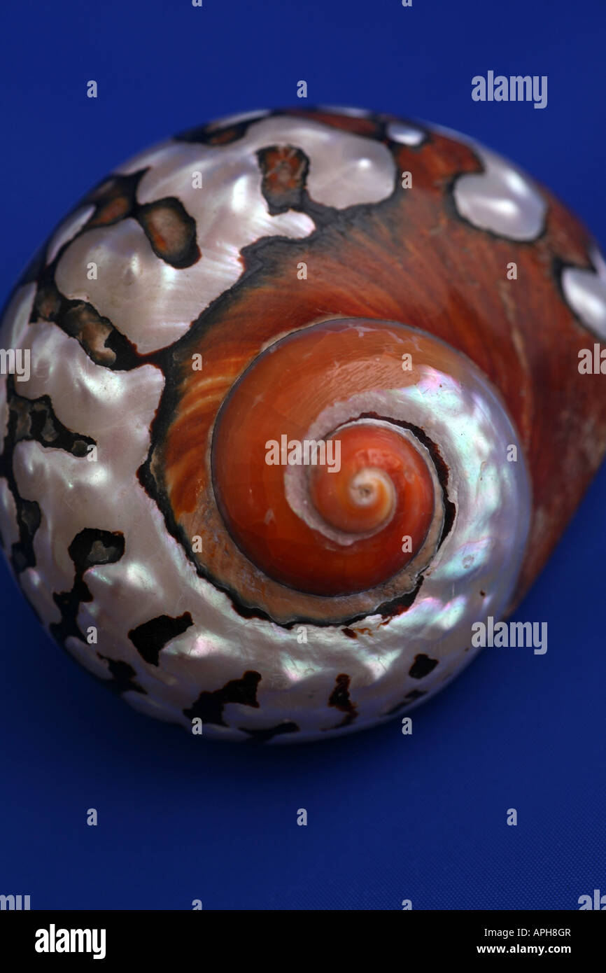 Seashell patterns hi-res stock photography and images - Alamy