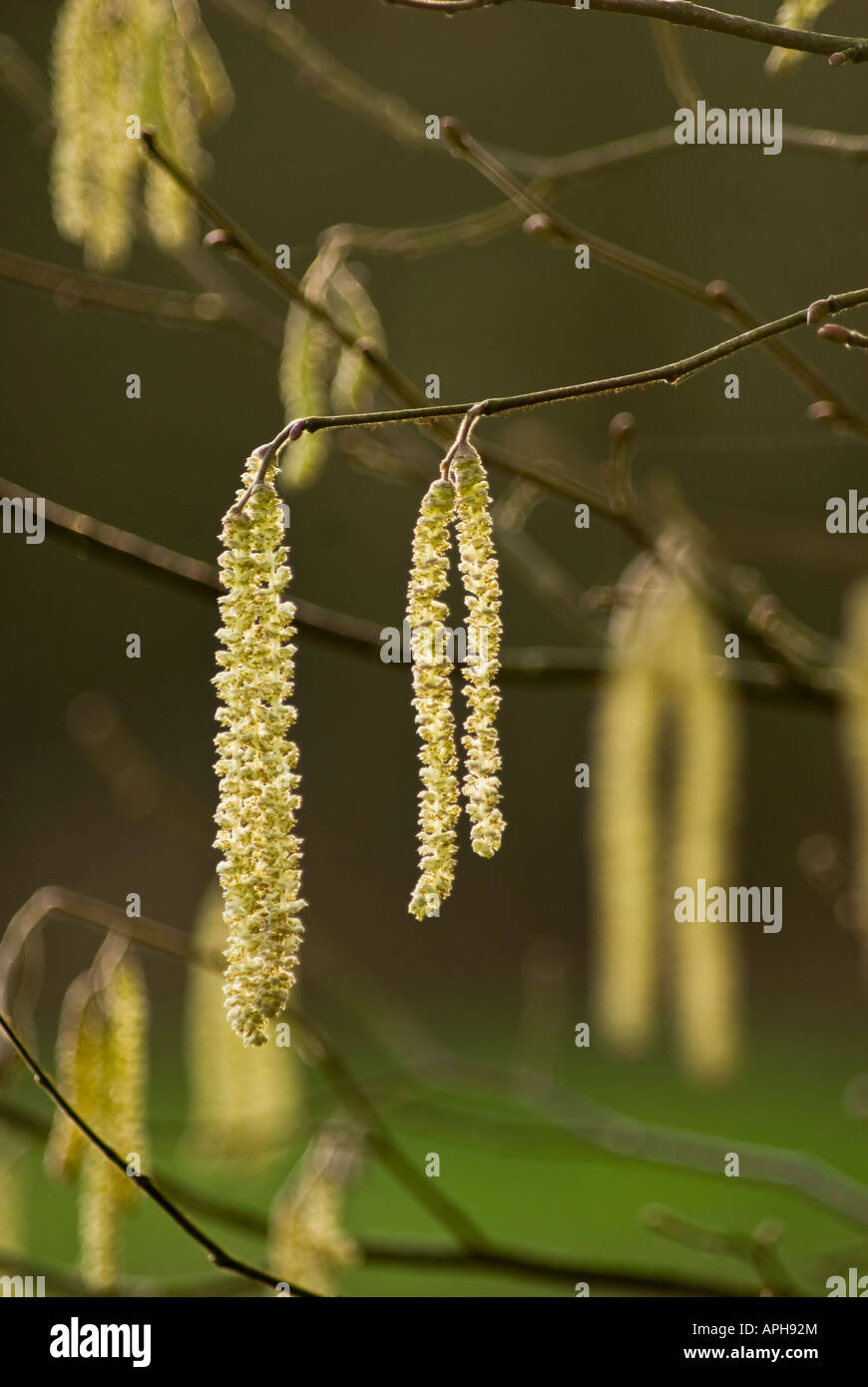 Hazel tree hi-res stock photography and images - Alamy