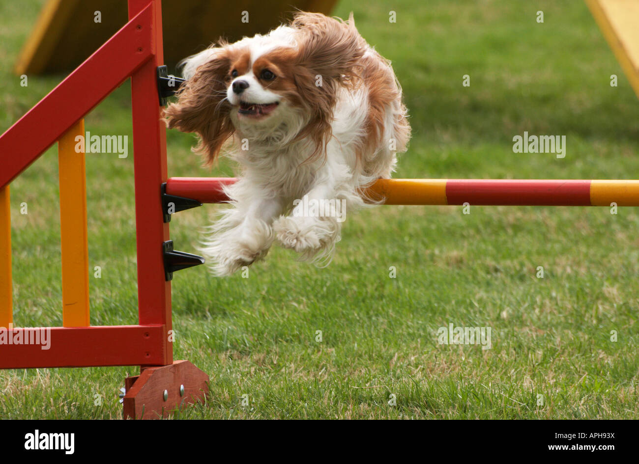 Dogs performing agility Stock Photo - Alamy