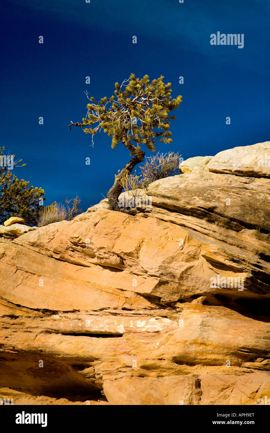 Stunted pine tree hi-res stock photography and images - Alamy