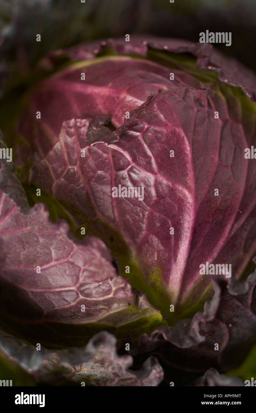 January King Cabbage close up Stock Photo - Alamy