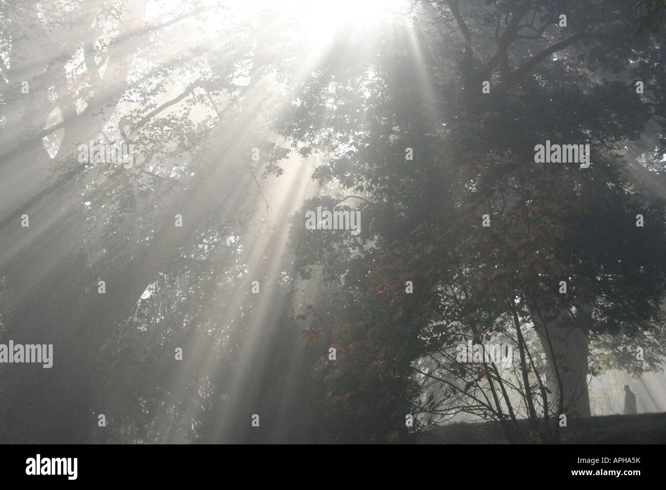 Sunlight through fog Stock Photo - Alamy