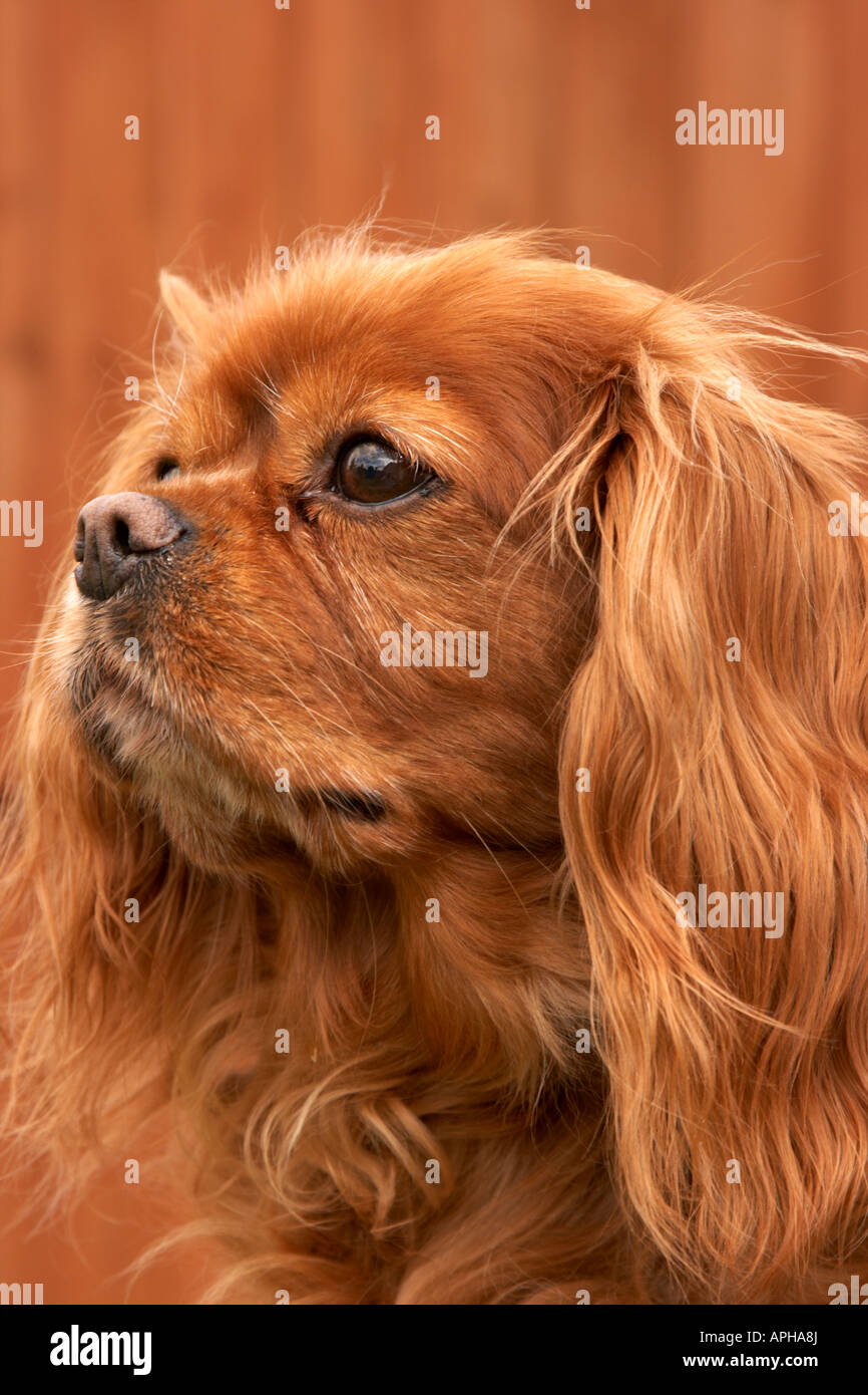 A ruby cavalier king charles spaniel Stock Photo - Alamy