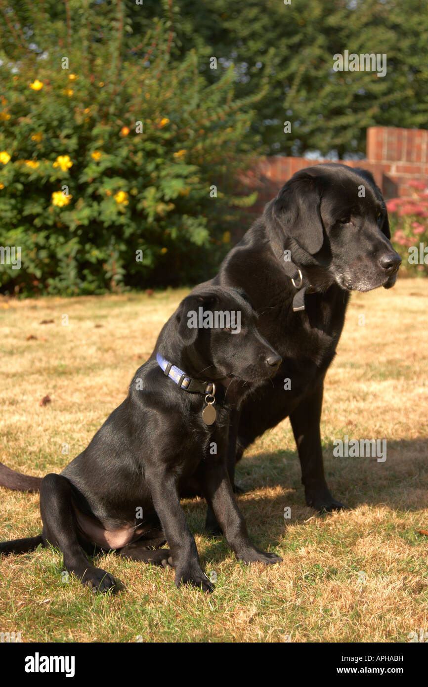 Two black labradors Stock Photo - Alamy