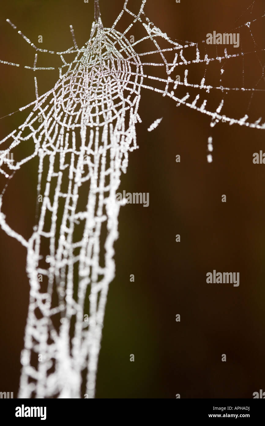 Frost covered cobweb Stock Photo - Alamy