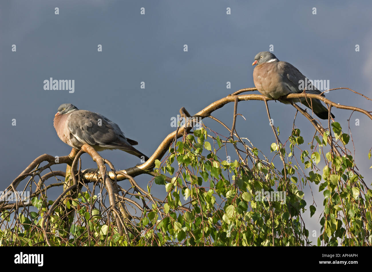 Wood Pigeon (Columba palumbus), pair Stock Photo - Alamy