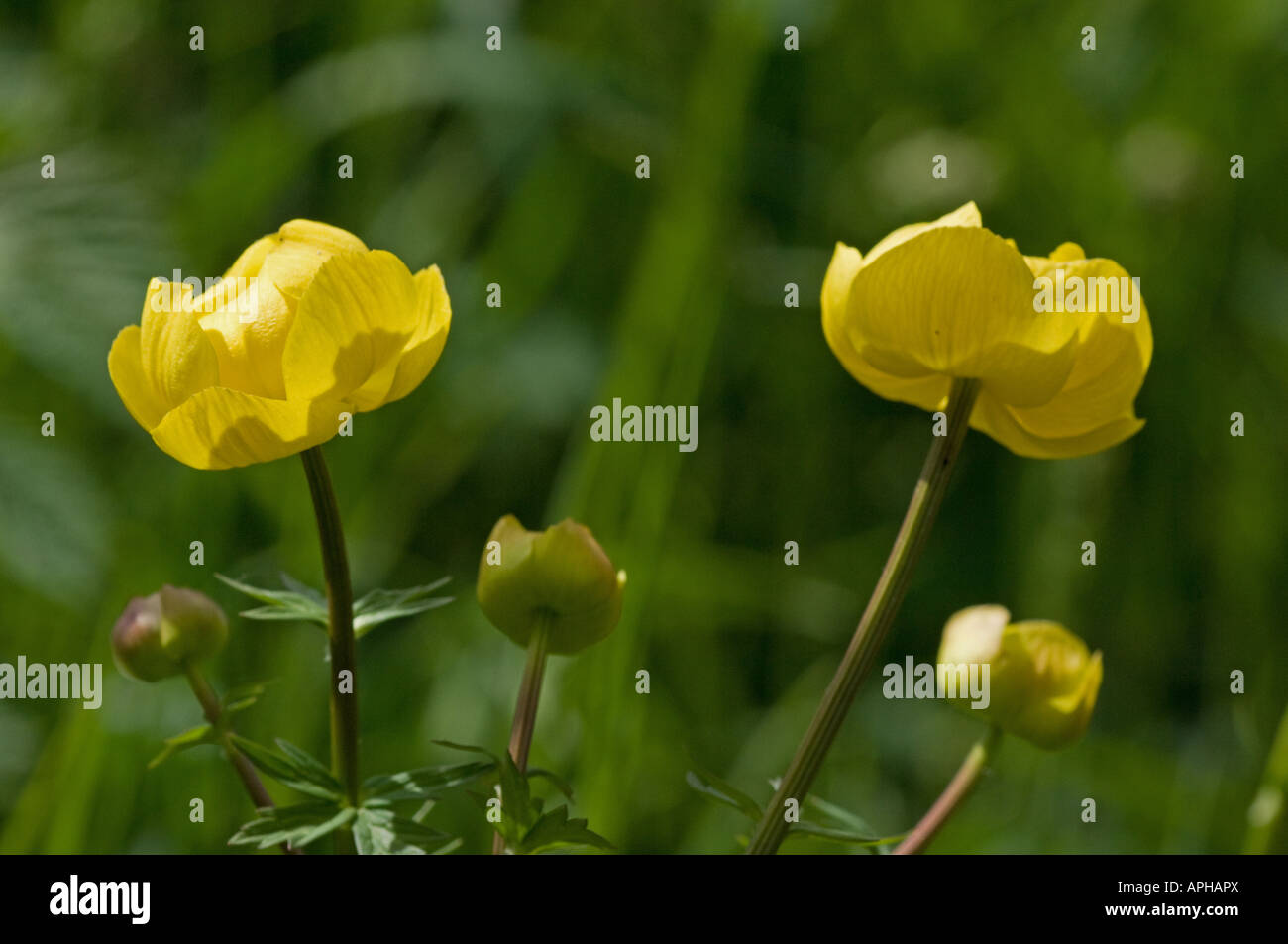 Globe Flower (Trollius europaeus), flower detail Stock Photo - Alamy