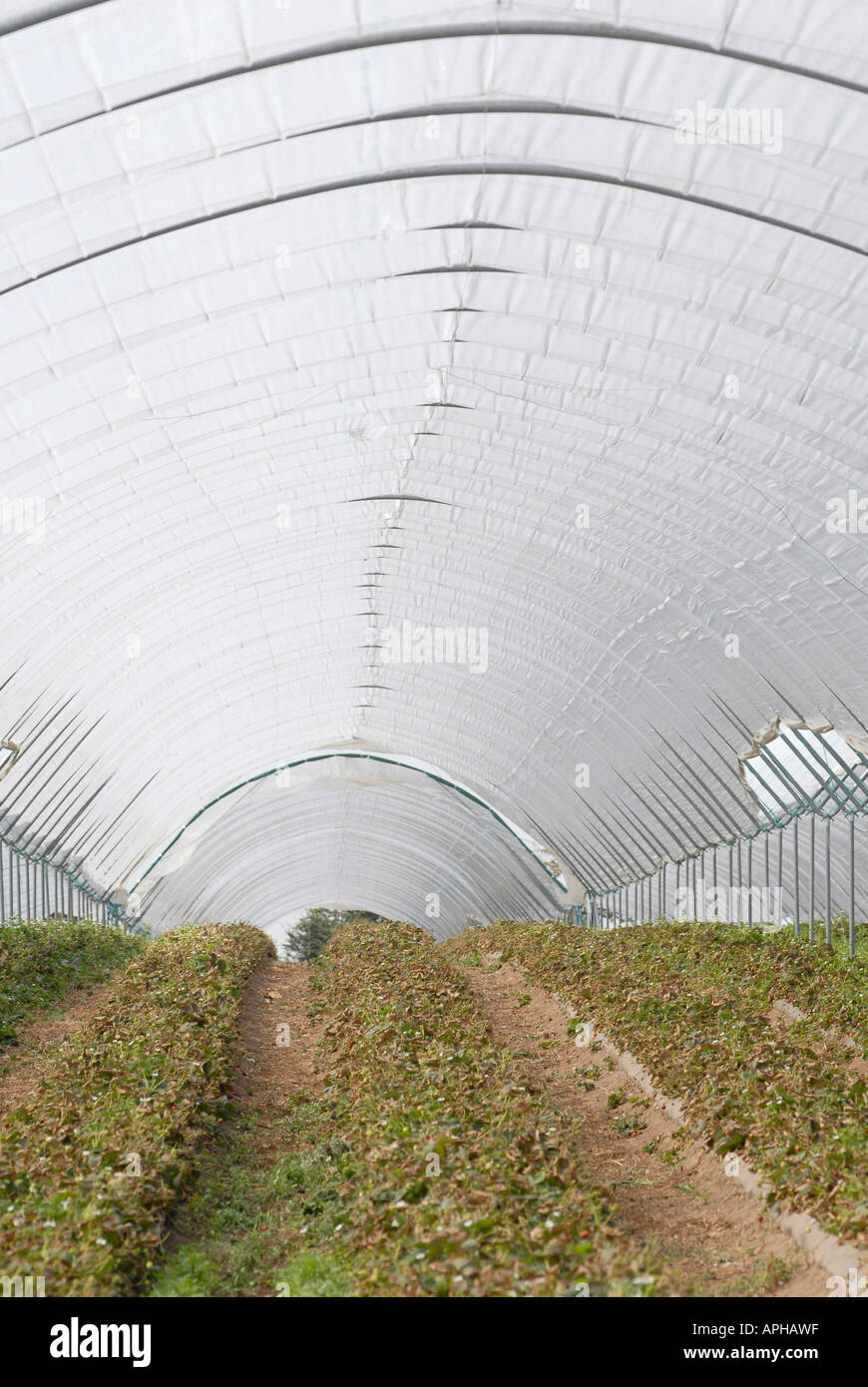 Strawberry polytunnel polytunnels strawberries hi-res stock photography ...