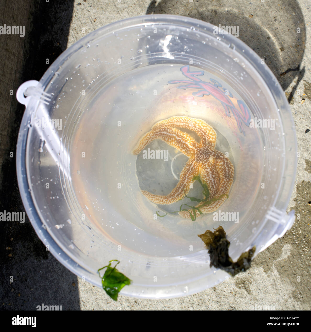 Octopus pics hi-res stock photography and images - Alamy