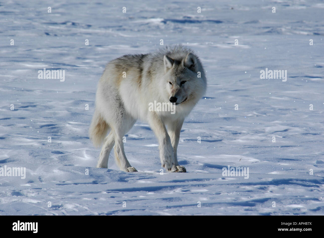 Banks island arctic hi-res stock photography and images - Alamy
