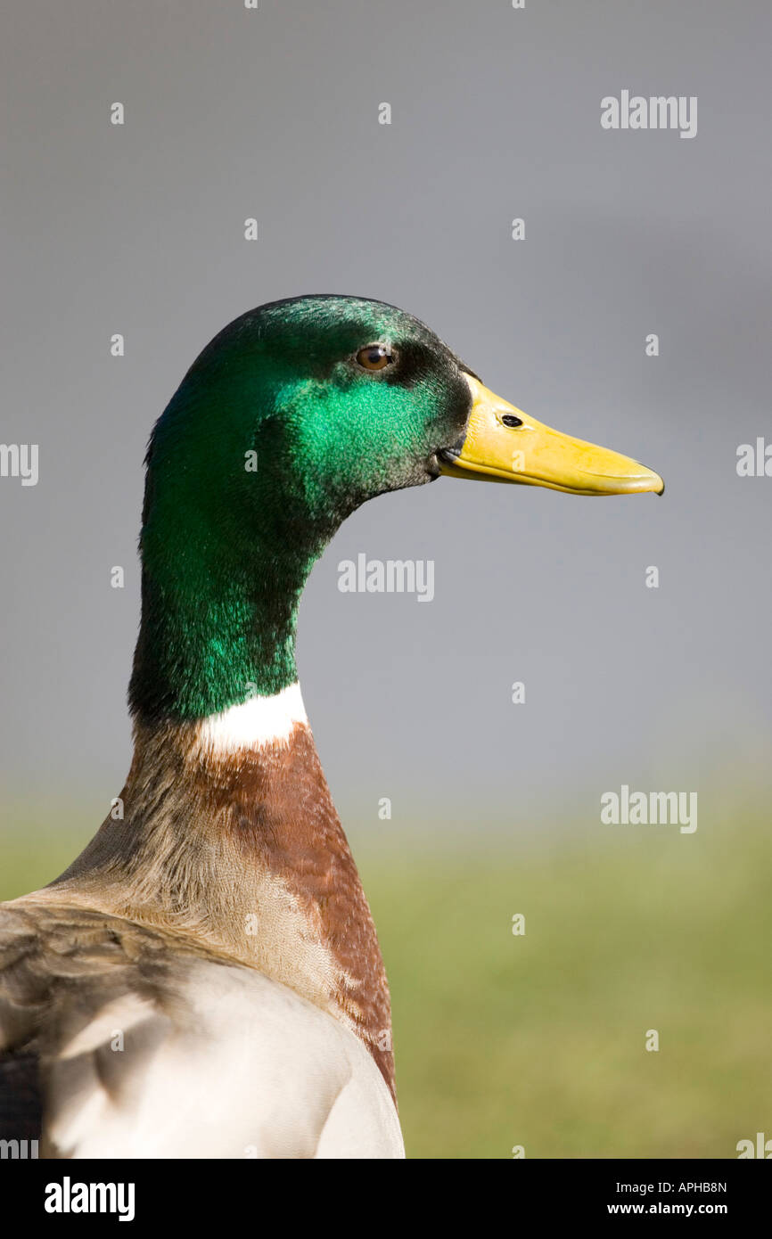 Male Mallard Duck Stock Photo - Alamy