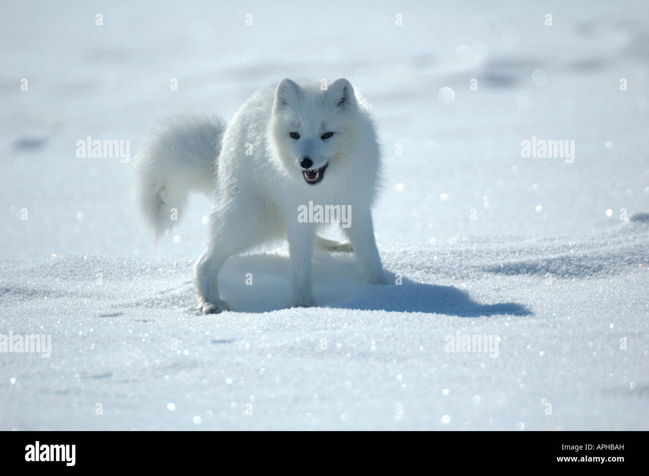 Banks Island Wolf