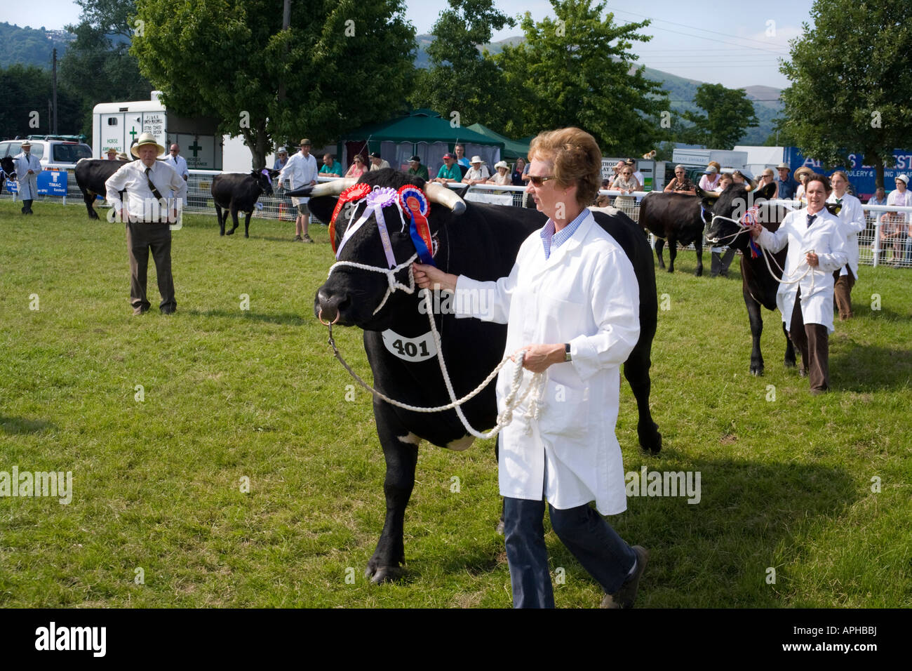 Parading the champion prizewinning cattle at the Three Counties Show ...