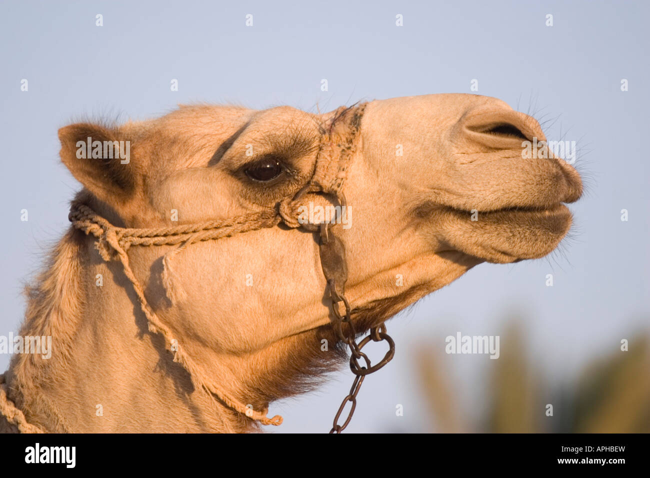 Portrait of Head of Camel Stock Photo - Alamy