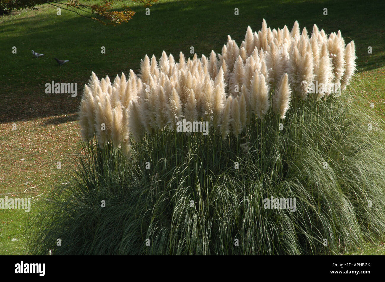 group of decorative reeds in a garden at volterra Stock Photo - Alamy