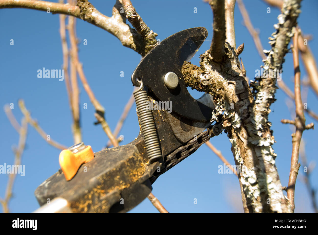 Pruned apple tree hi-res stock photography and images - Alamy