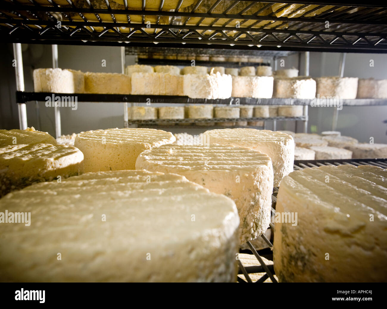 Cheese Maturing on shelves.This is a Blue vein Cheese from Surrey Stock ...